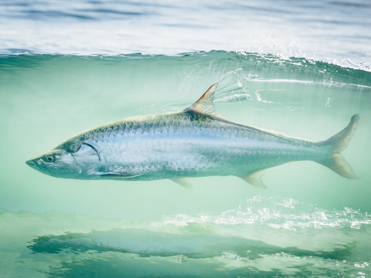 The Perfect Photo - Flylords Mag