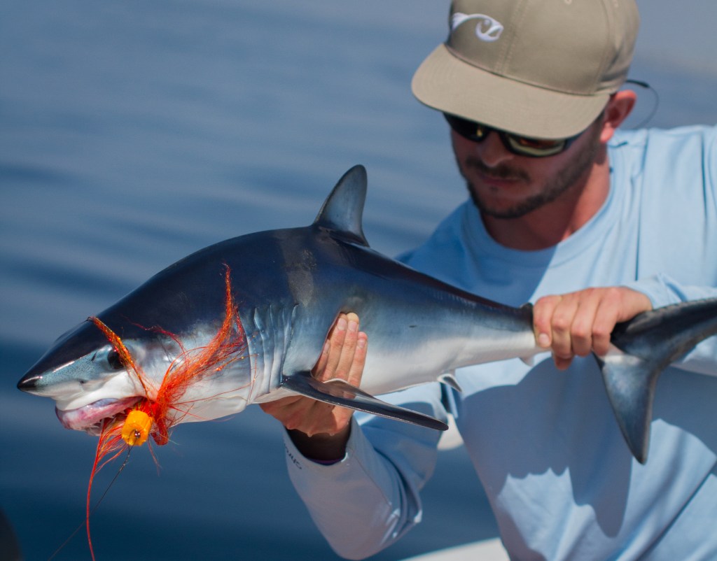 Catching the World's Fastest Shark on the Fly - Flylords Mag