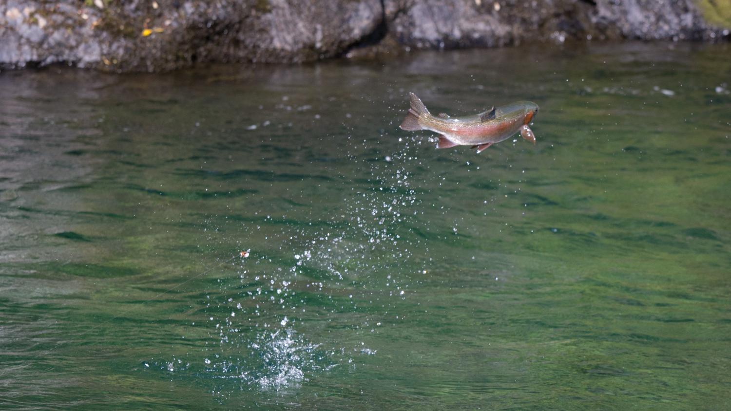 Lift-Off: How to Shoot Mid-Air Fish Photos - Flylords Mag