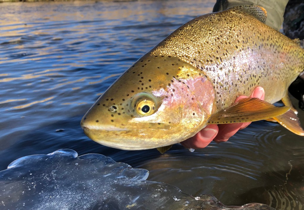 Landon Mayer's 5 Winter Trout Fishing Secrets - Flylords Mag