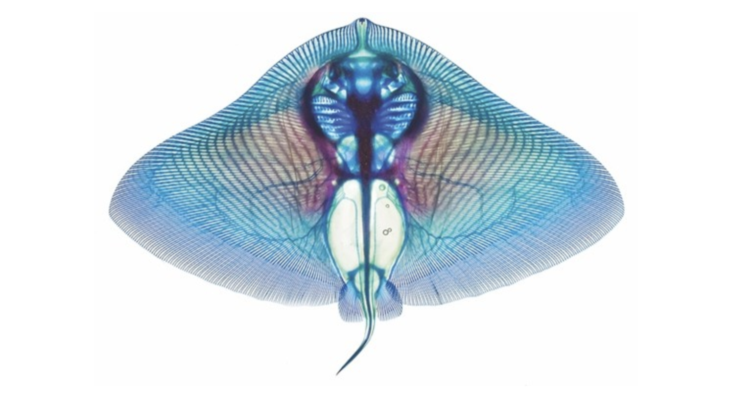 Marine Biologist Creates Insane CT Scans of Fish - Flylords Mag