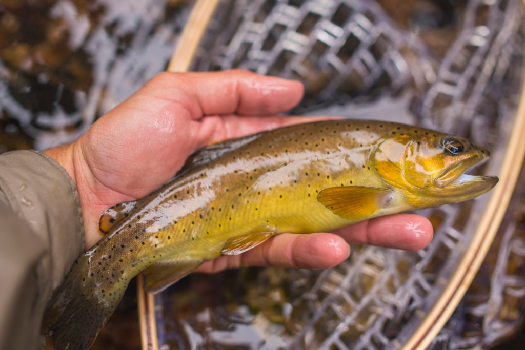 The Great Western Native Trout Challenge - Flylords Mag