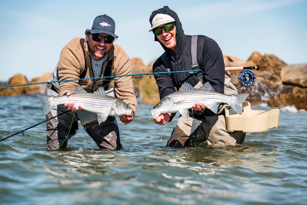 Striped Bass Draft Addendum–Will it Save the Stock? - Flylords Mag