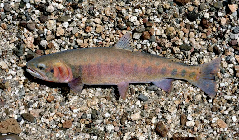 Native Paiute Cutthroat Trout Recolonizes Old Territory - Flylords Mag