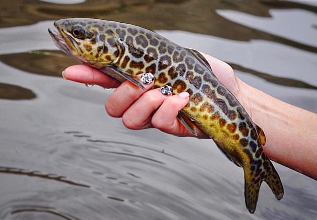 What Is A Tiger Trout And How To Fish For Them Flylords Mag