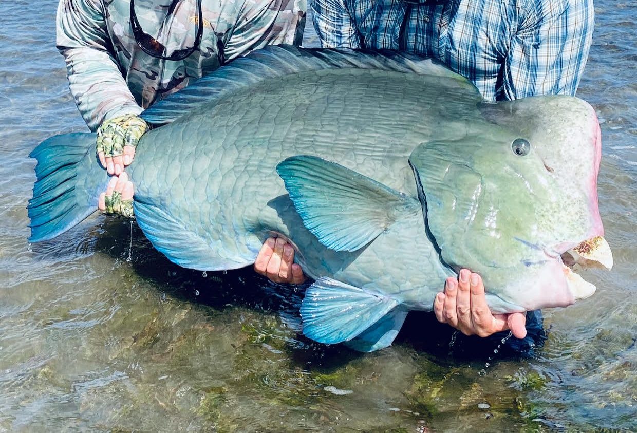 What is a Bumphead Parrotfish? [And Tips to Catch Them] - Flylords Mag