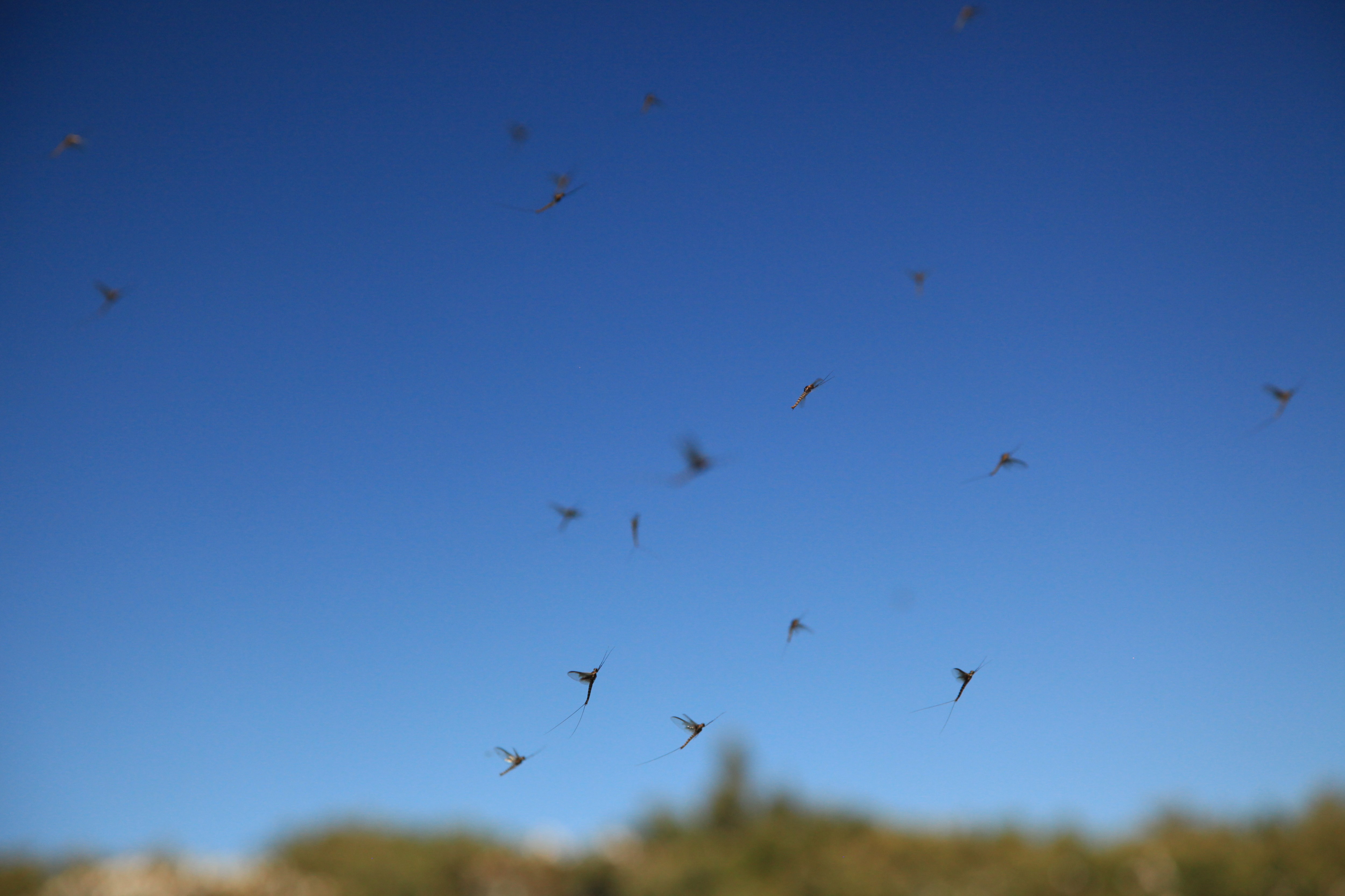 Tasmania Spinner Feeders - Flylords Mag
