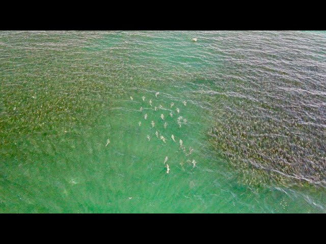 Video: Bait Ball Destruction - Flylords Mag