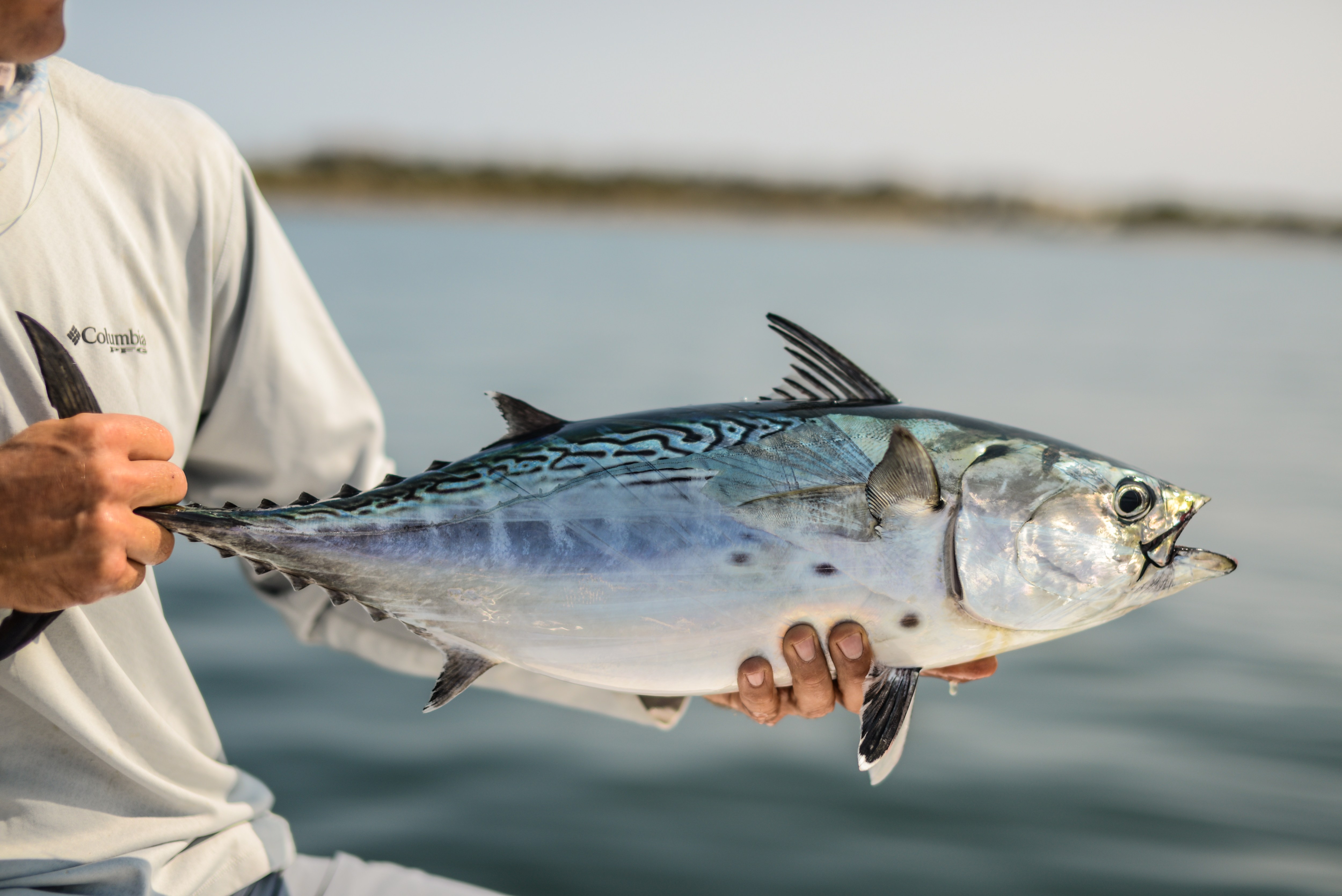 The Waiting Game - A Shore Albie Story - Flylords Mag