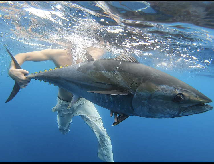 Bluefin Tuna on the Fly - Flylords Mag