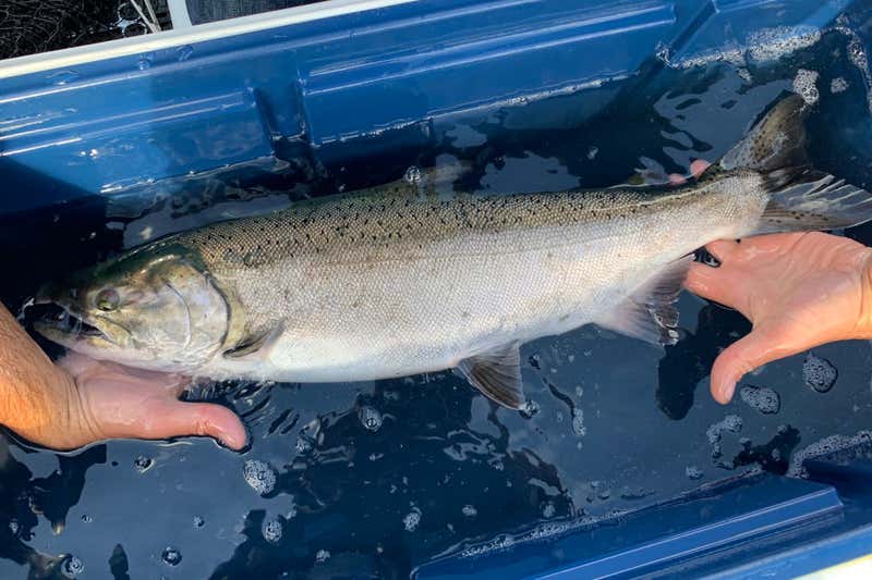 Wild, Coho X Chinook Hybrid Salmon Discovered in British Columbia ...