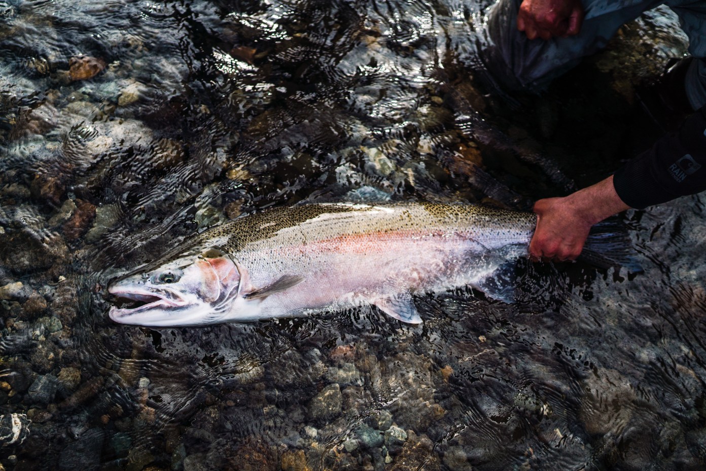 Last Chance to Make Your Voice Heard Against Harvesting Wild Steelhead ...