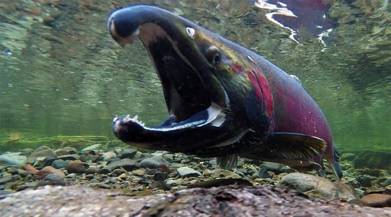 A Tail of Two Species: Coho Run Shatters Records, Steelhead Runs ...