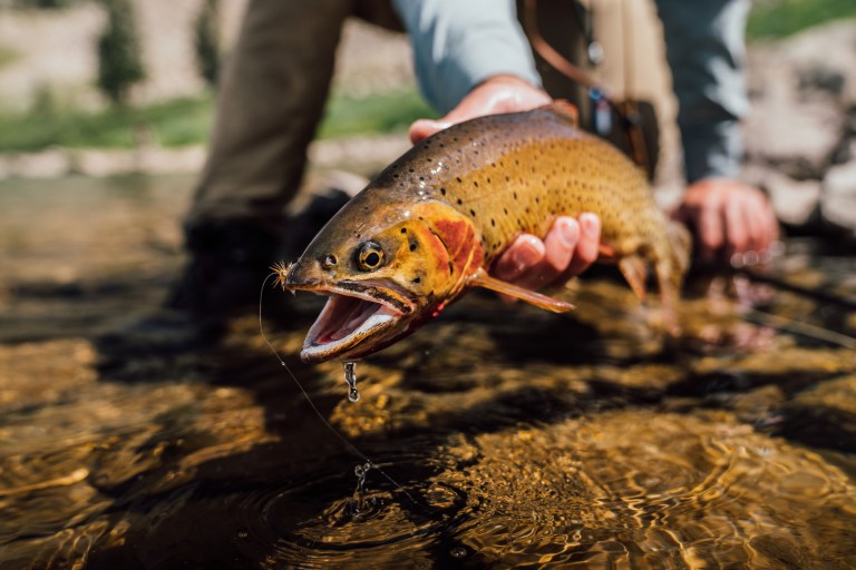 5 Fly Fishing Tips for the Beginner Angler - Flylords Mag