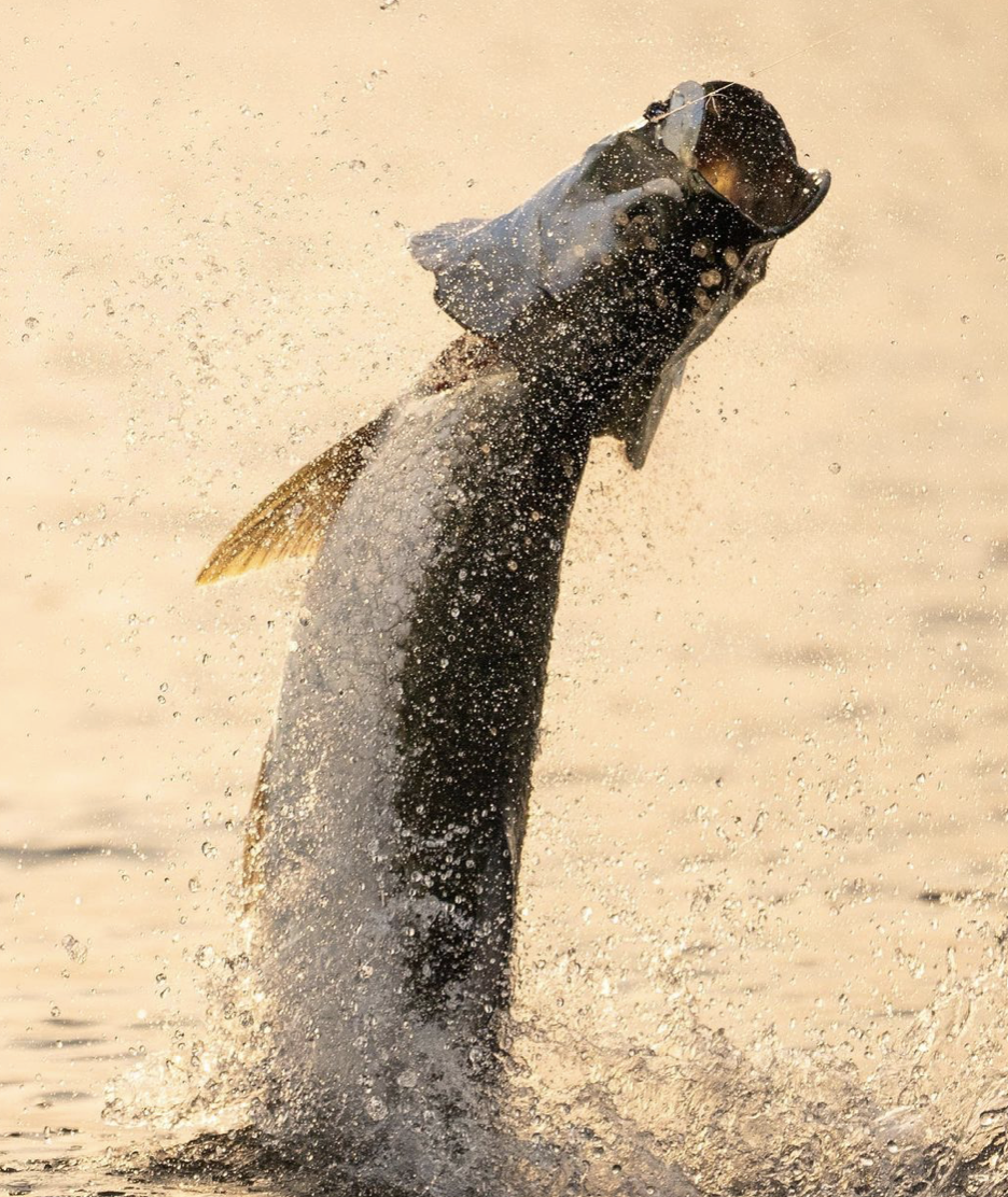 Reel of the Week: Laid up Tarpon in Gabon, Africa - Flylords Mag