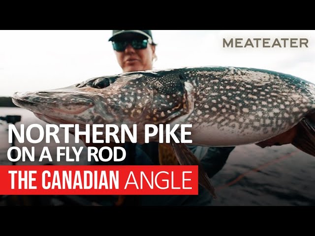 Video of the Week: The Canadian Angle: Northern Pike on the Fly ...