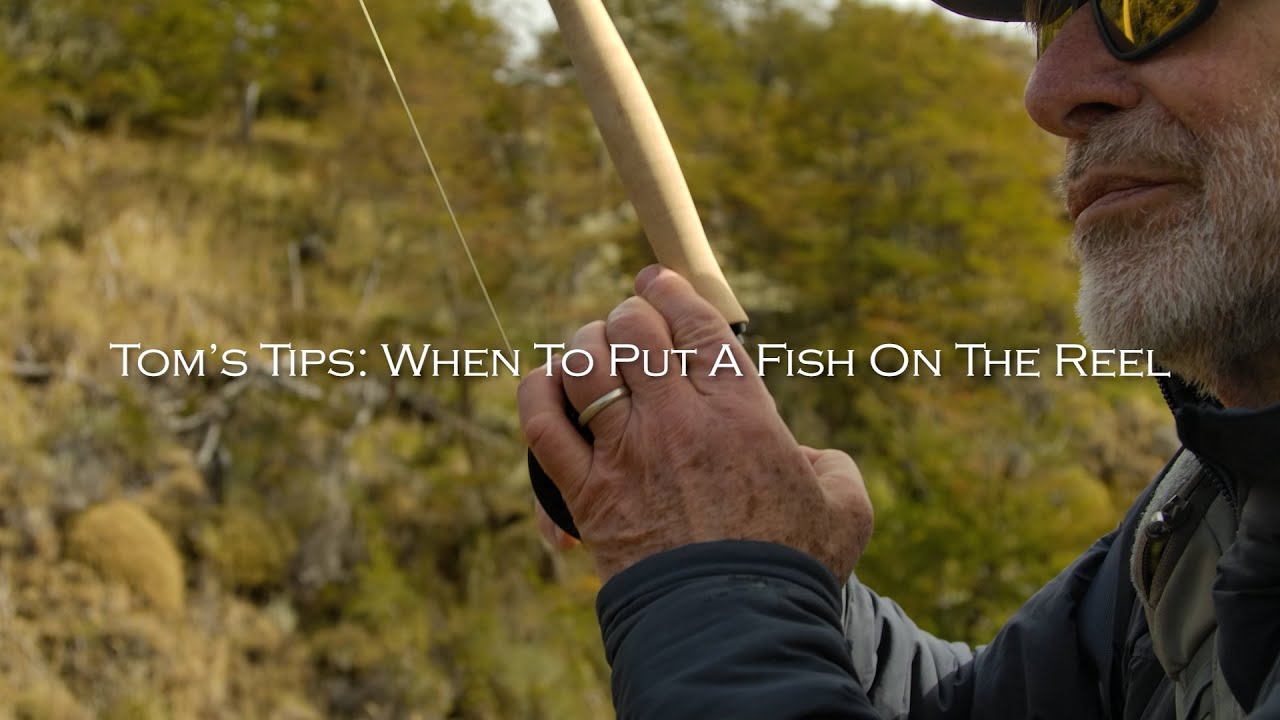 Fishing Tips: When do you put a fish on the reel? - Flylords Mag