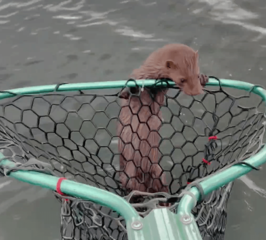 Preventing Swiper: Angler Catches a Fish and Attracts Unexpected Mink ...