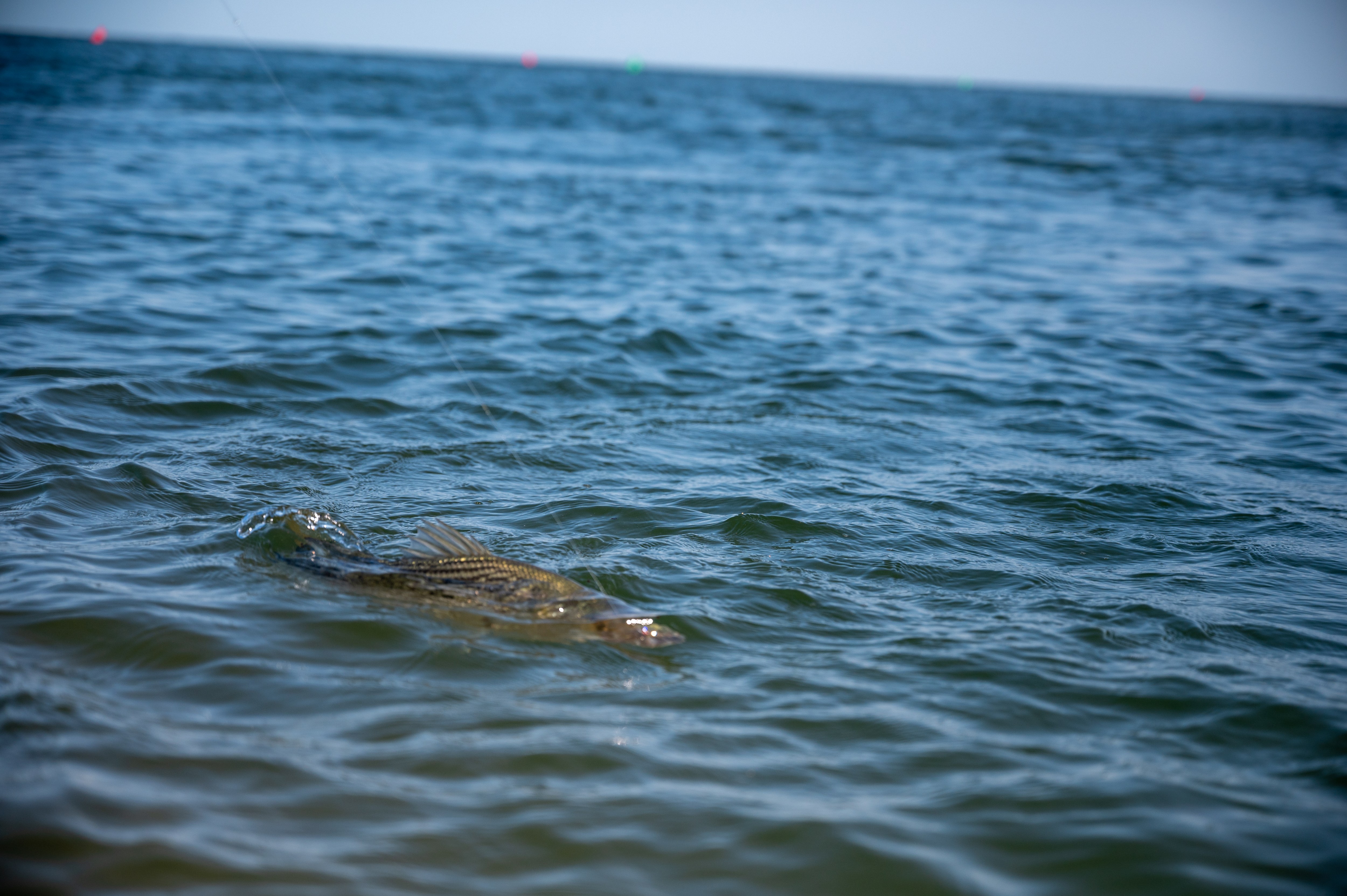 5 Consecutive Years of Poor Striped Bass Spawning in the Chesapeake Bay ...