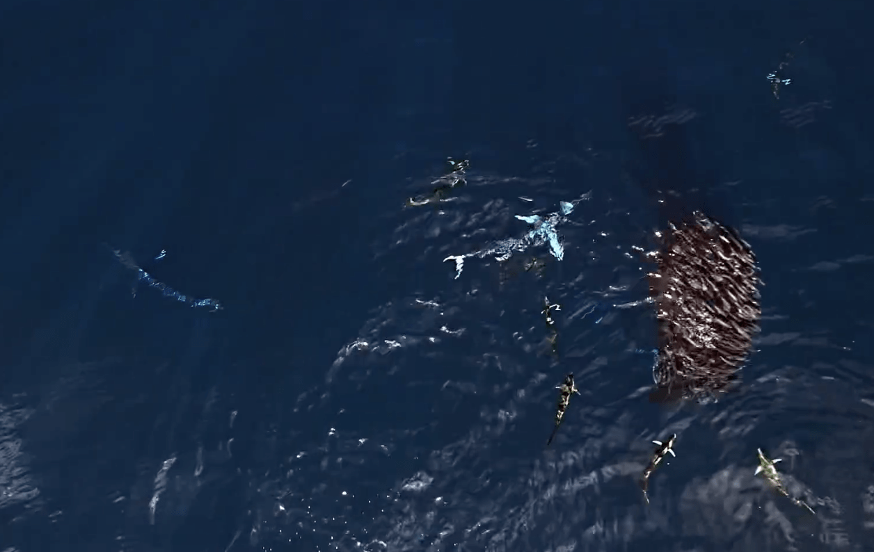 Reel of the Week: Chasing Los Locos Bait Balls - Flylords Mag