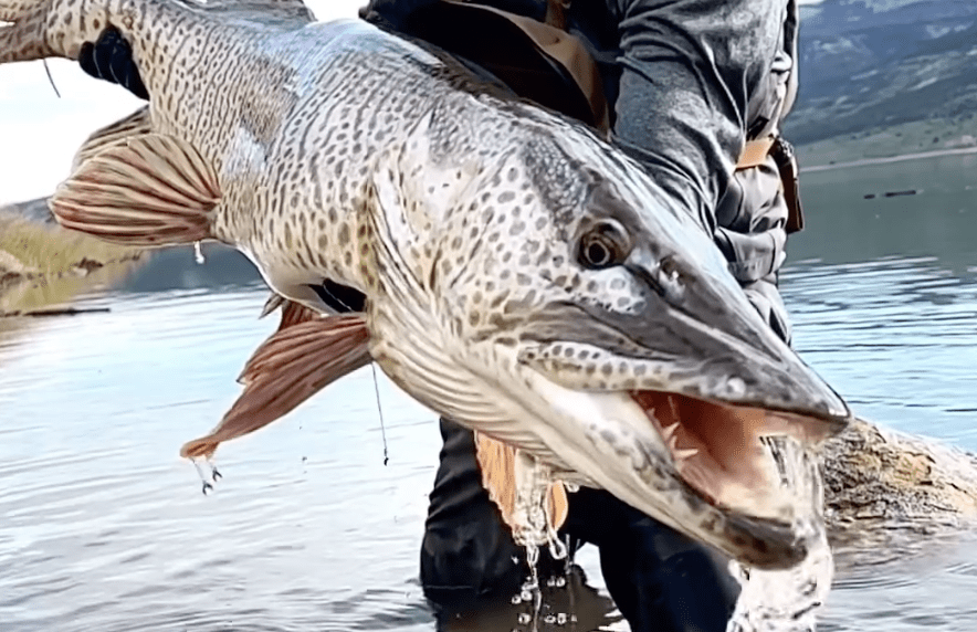 Reel of the Week: This Musky Will Make Your Jaw Drop - Flylords Mag