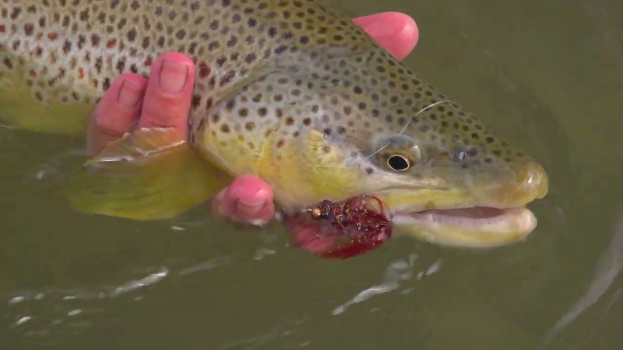 Fishing Tips: Finding Trout in Moving Water - Flylords Mag