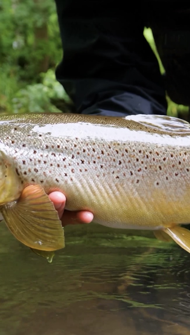 Reel of the Week: Shallow Water Streamer Eat - Flylords Mag