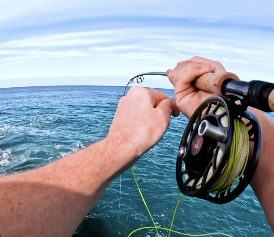 Reel of the Week: Chasing Australian Salmon - Flylords Mag