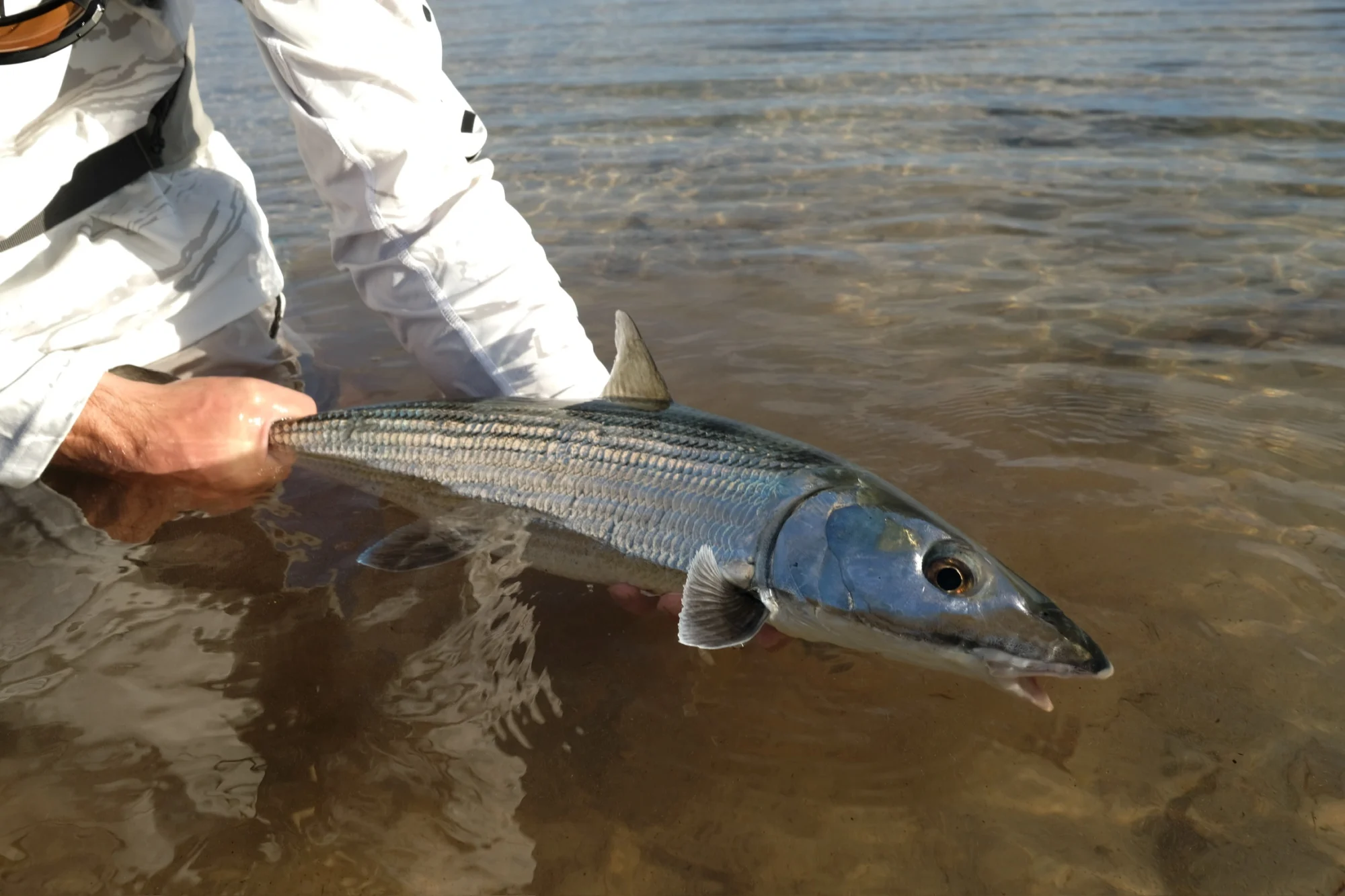 What I learned from DIY Bonefishing - Flylords Mag