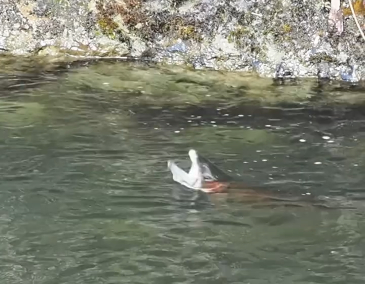 Reel of the Week: The Best Dry Fly Eat Ever?! - Flylords Mag