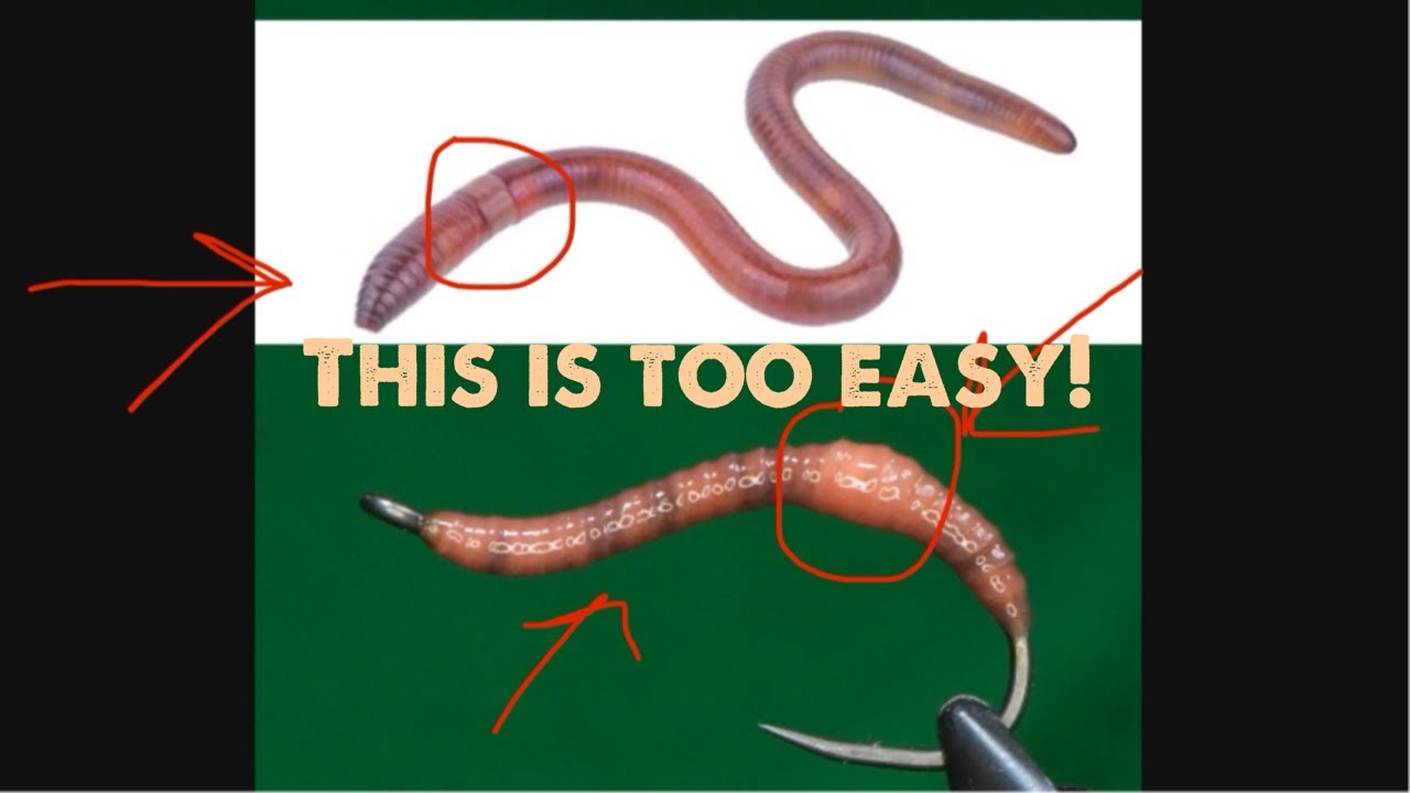 How to Tie: A Realistic Earthworm - Flylords Mag