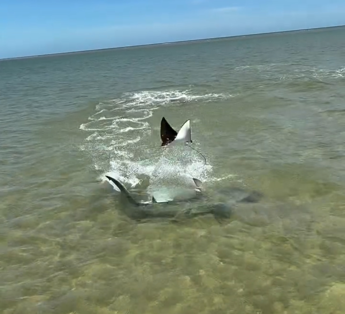 Angler Story of the Week: Eagle Ray Jukes Out a Shark - Flylords Mag