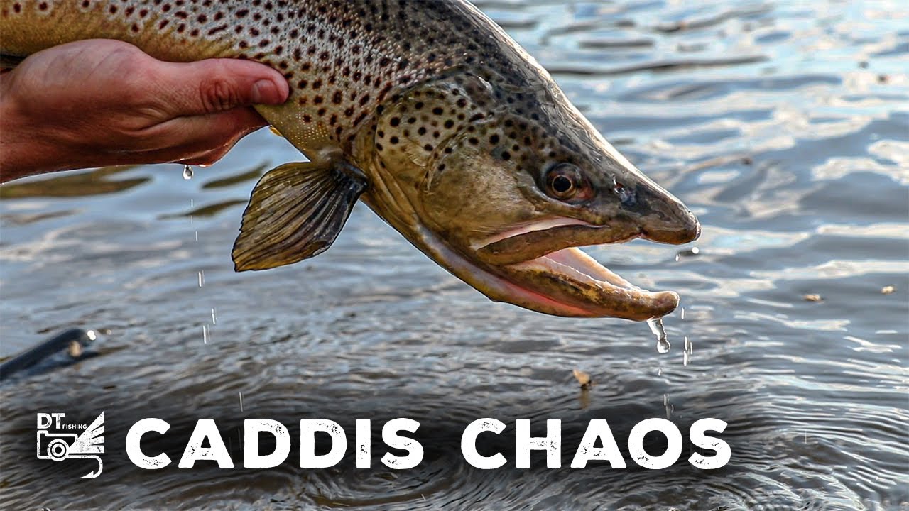 Reel of the Week: Capturing a Big Brown Trout Eating Caddis - Flylords Mag