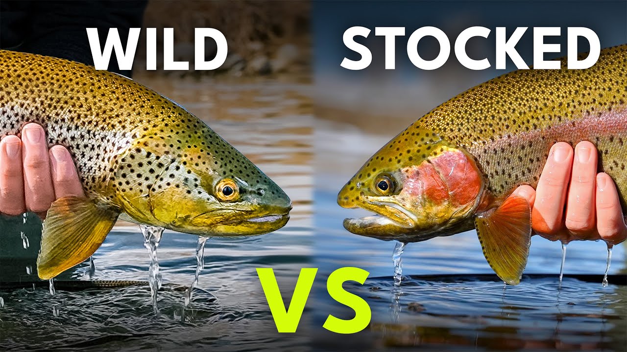 Fishing Tips: Fly Fishing Strategies for Wild vs Stocked Trout ...