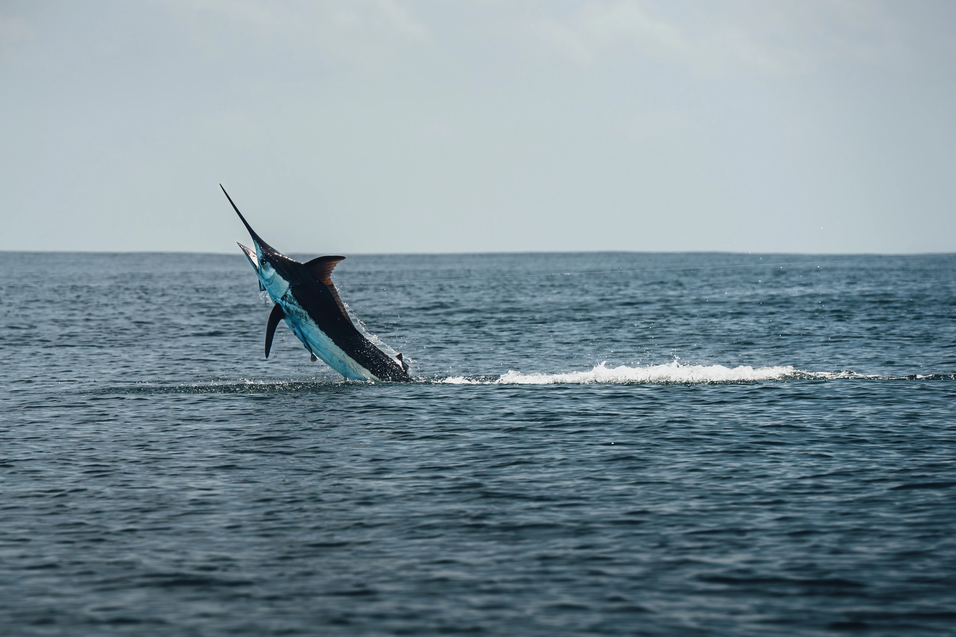 How to Catch Billfish on the Fly - Flylords Mag