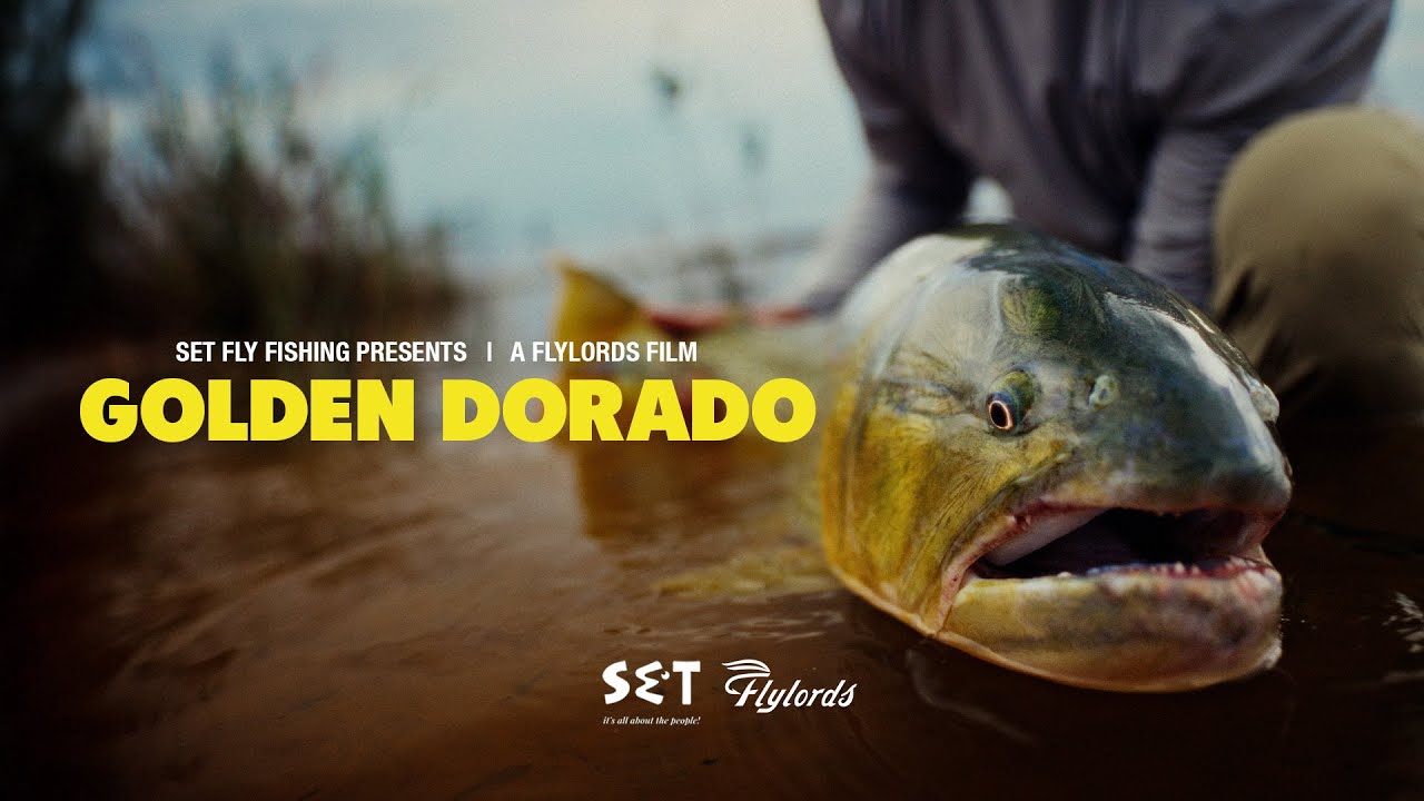 Chasing Golden Dorado at SET Fly Fishing - Flylords Mag