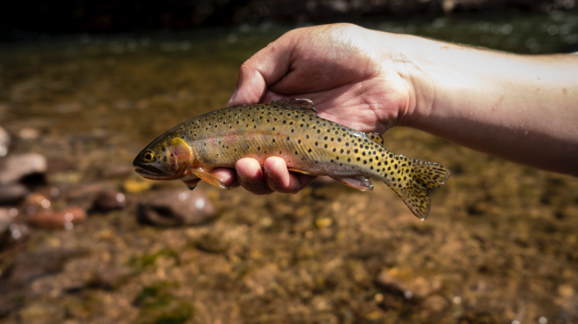 Fly Fishing Guide to Oddball Trout Species - Flylords Mag