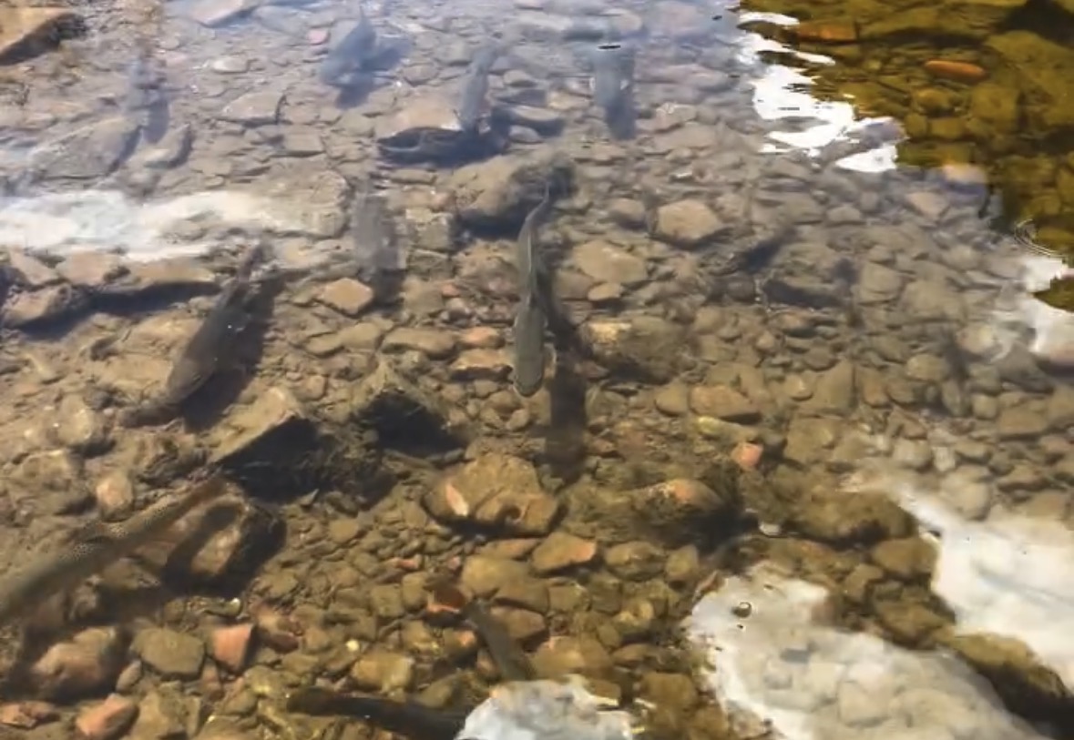 Reel of the Week: The Angler Who Attracts Fish - Flylords Mag