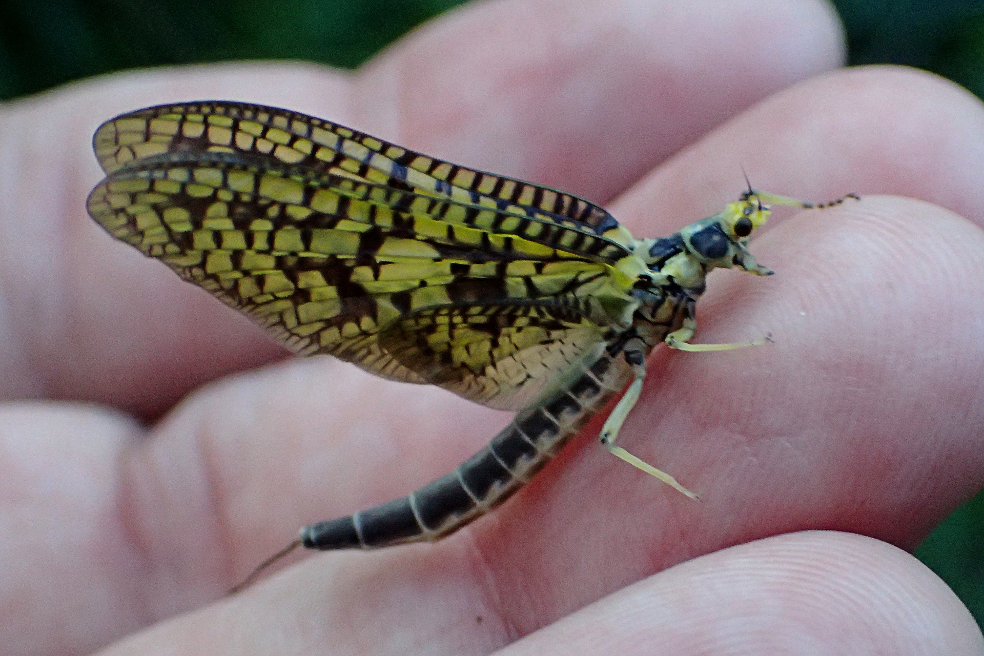 5 Midwest Hatches Every Angler Should Fish - Flylords Mag