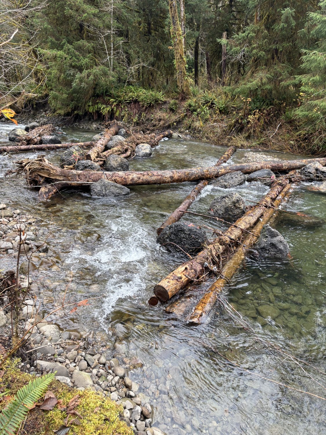 Reimagining River Connectivity in Washington's Olympic Peninsula ...