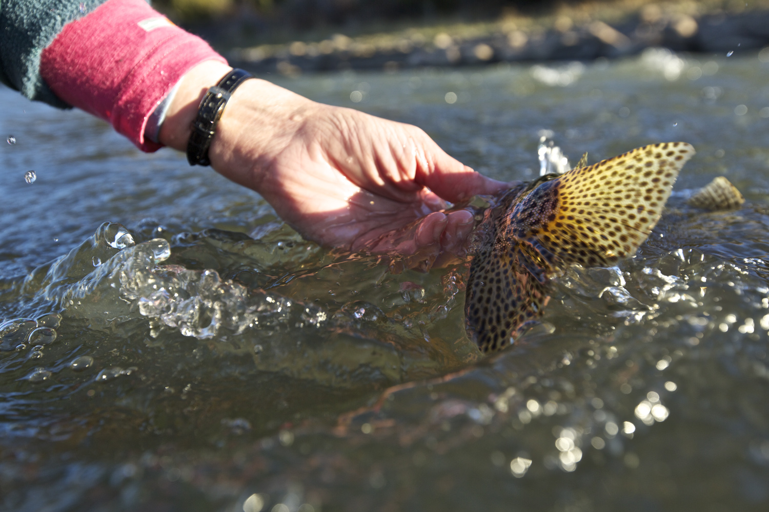 Scott Fly Rod Company Announces GT Series Fly Rods - Flylords Mag