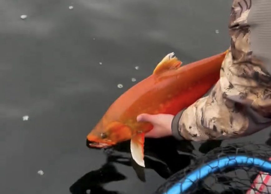 Angler Story of the Week: The World's Most Colorful Char - Flylords Mag
