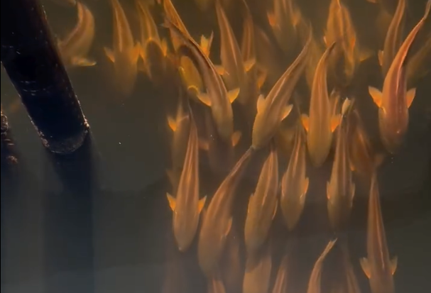 Reel of the Week: Finding a Giant School of Redfish - Flylords Mag