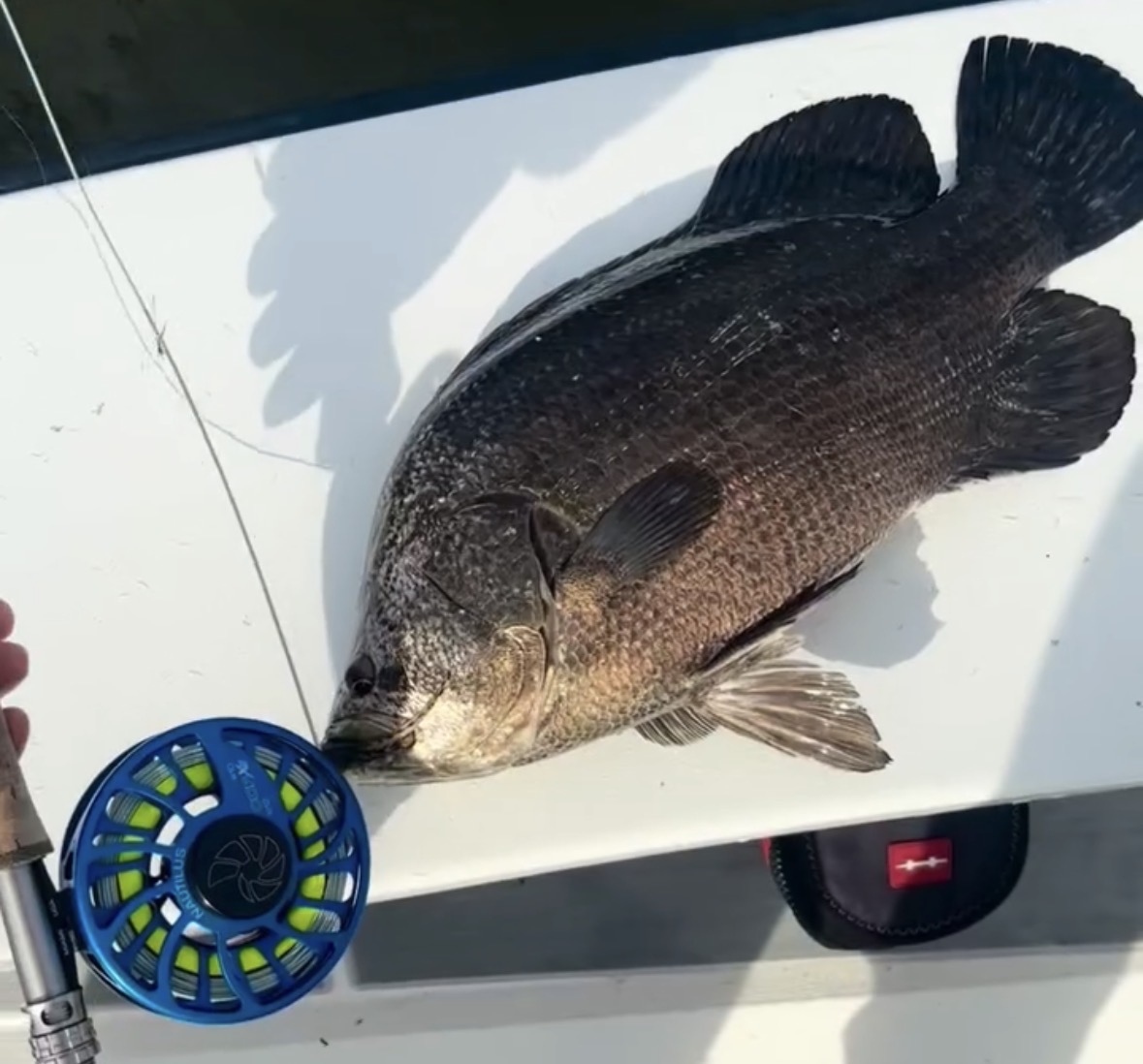 Angler Story of the Week: A Tailing Tripletail? - Flylords Mag
