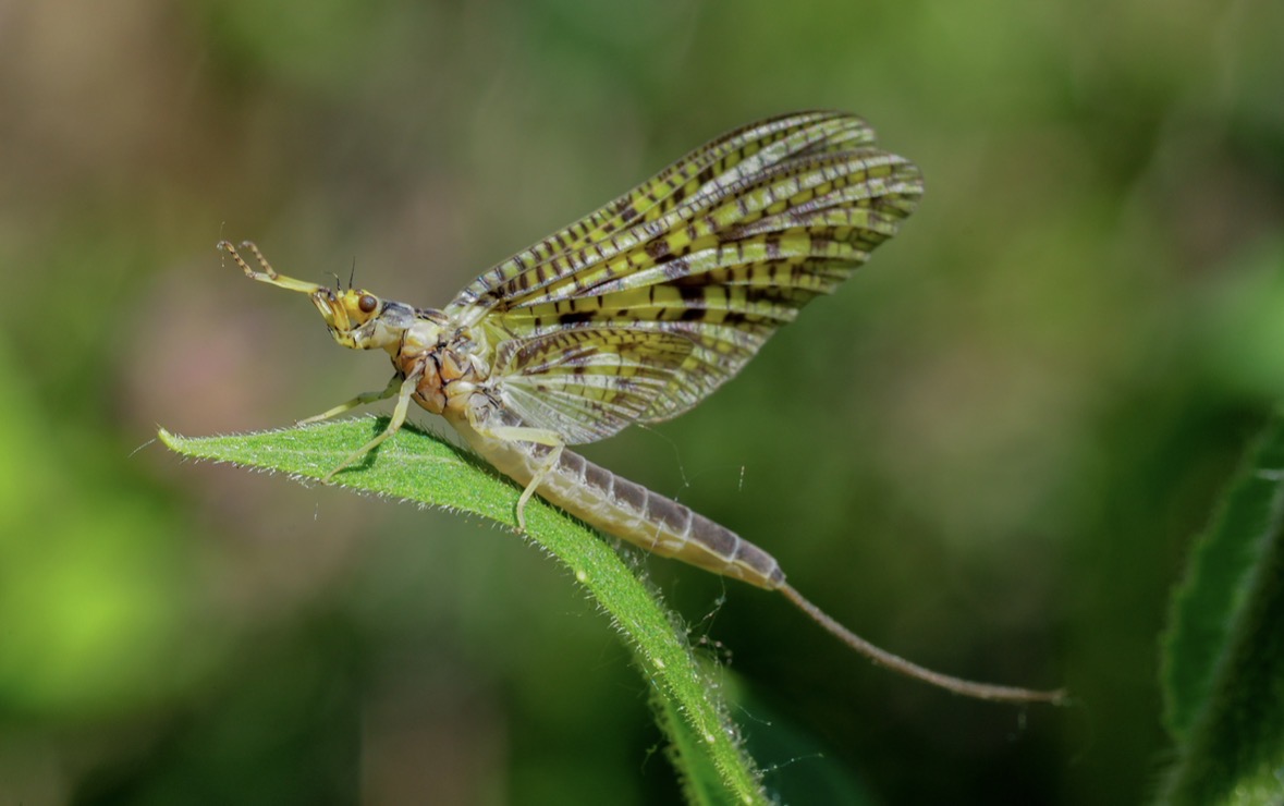 The Greatest Emergence: How to Fish a Green Drake Hatch - Flylords Mag